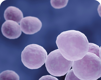 Organoid | Microphysiological Systems Verification